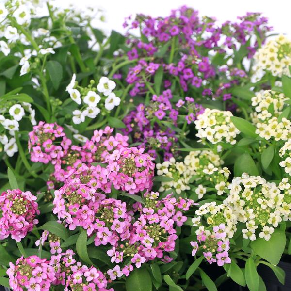 育て方　育成方法　栽培方法　観葉植物　Lobularia　maritima　アブラナ科ロブラリア属　耐寒性一年草　地中海沿岸　庭薺　ニワナズナ　美しさを超えた価値　優美　飛躍　花束　小さい　小花　密集　グランドカバー　20221109　NM...