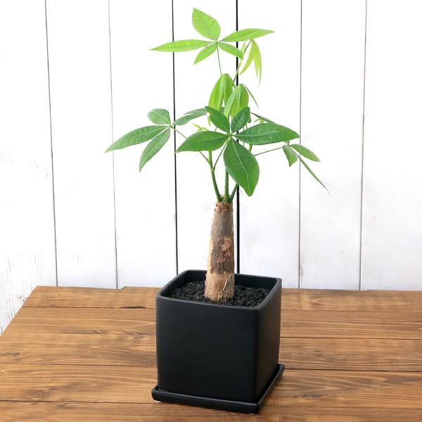 ガーデニング　観葉植物　陶器鉢植えシリーズ　植物　植物生体　ガーデニング生体　幸福　樹　toukibachikannyou_series　pottery_plant_series　育て方　育成方法　栽培方法　toukibachiue_dic...