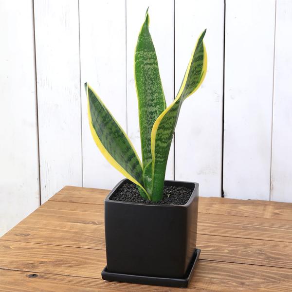 ガーデニング　観葉植物　陶器鉢植えシリーズ　植物　植物生体　ガーデニング生体　幸福　樹　toukibachikannyou_series　pottery_plant_series　育て方　育成方法　栽培方法　toukibachiue_dic...