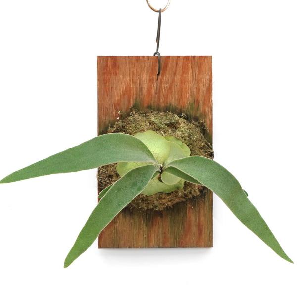 _gardening　_hachu　sfset　インテリア　観葉植物　園芸　ガーデニング　ビバリウム　アクアテラリウム　パルダリウム　コウモリラン　着生シダ　プラティケリウム　プラティセリウム　Platycerium　bifurcatum　...