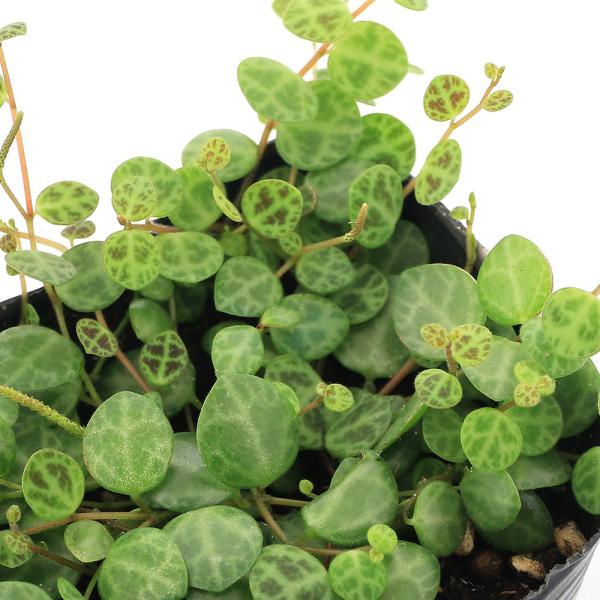 観葉植物　ガーデニング　ビバリウム　アクアテラリウム　パルダリウム　ツル性　育て方　育成方法　栽培方法　Ｐｅｐｅｒｏｍｉａ　ａｎｇｌａｔａ　ｑｕａｄｒａｎｇｕｌａｒｉｓ　ペペロミア　クアドラングラリス　コショウ科サダソウ属　多年生草本　熱帯...