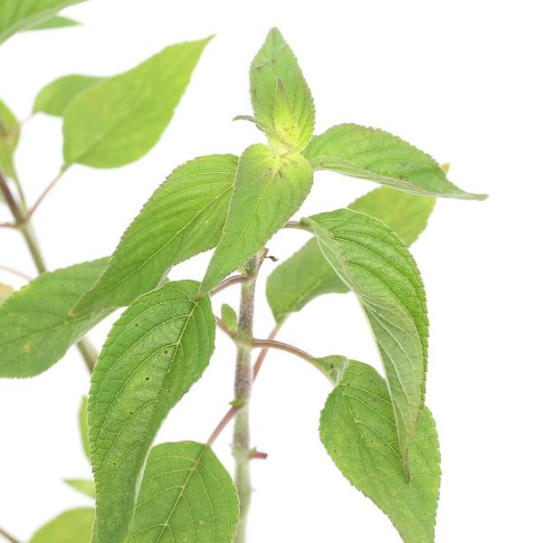 観葉植物　ガーデニング　_gardening　苗　鉢植え　ポット　ガーデニング生体　育て方　育成方法　栽培方法　管理方法　植物　植物生体　090list　ハーブ　シソ科サルビア属　多年草　木立性　セージ　シュラブ状　herb2022　サルビ...