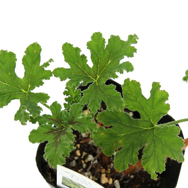 観葉植物　090list　_gardening　herbpot_series　kidobfen　opa2_delete　ガーデニング　ハーブ　苗　ゼラニウム　ゼラニューム　植物　植物生体　ガーデニング生体　育て方　育成方法　栽培方法　ニオイ...