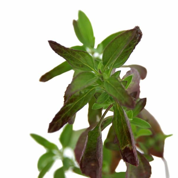 観葉植物　090list　_gardening　herbpot_series　kidobfen　opa2_delete　ガーデニング　ハーブ　苗　ゼラニウム　ゼラニューム　植物　植物生体　ガーデニング生体　育て方　育成方法　栽培方法　ニオイ...