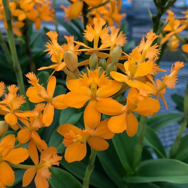 （観葉植物）　観葉植物　_gardening　園芸　ガーデニング　ビバリウム　アクアテラリウム　パルダリウム　花　苗　洋ランシリーズ　洋蘭　着生ラン　植物　植物生体　ガーデニング生体　育て方　育成方法　栽培方法　Ｅｐｉｄｅｎｄｒｕｍ　ｒａｄ...