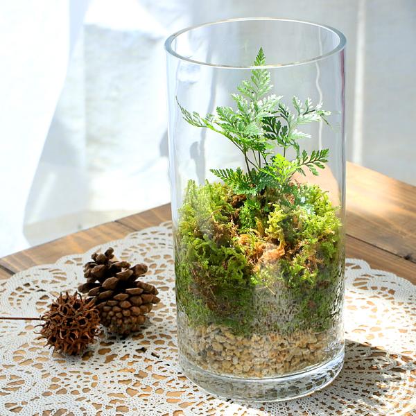 line2462terarium　観葉植物　苔Ｔｅｒｒａシリーズ　テラリウムガラス　テラリウムキット　コケシリーズ　terrarium　ガーデニング　苔　苔テラリウム　コケテラリウム　苔盆栽　kokemoss_terrarium　苔Ｔｅｒｒ...
