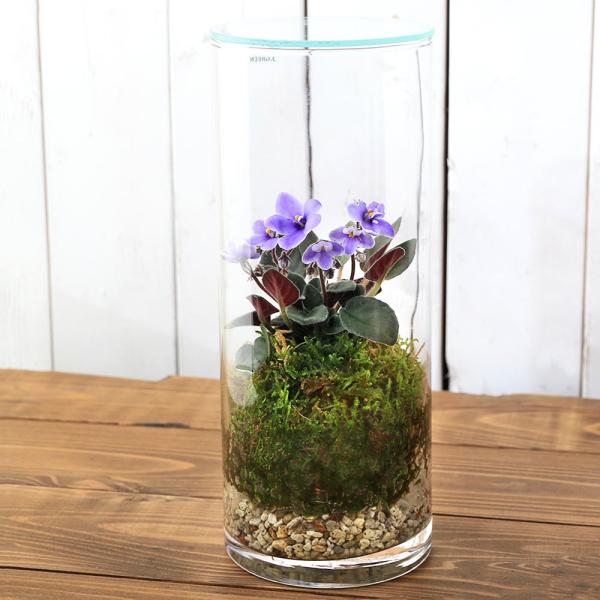 line2462terarium　観葉植物　_gardening　_aqua　koketera　ＭＳ34　_hachu　苔Ｔｅｒｒａシリーズ　テラリウムガラス　テラリウムキット　コケシリーズ　terrarium　ガーデニング　苔　苔テラリウ...