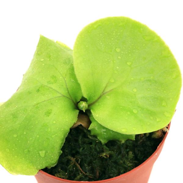 観葉植物　_gardening　_hachu　sfset　インテリア　園芸　ガーデニング　ビバリウム　アクアテラリウム　パルダリウム　コウモリラン　着生シダ　プラティケリウム　プラティセリウム　Platycerium　bifurcatum　...