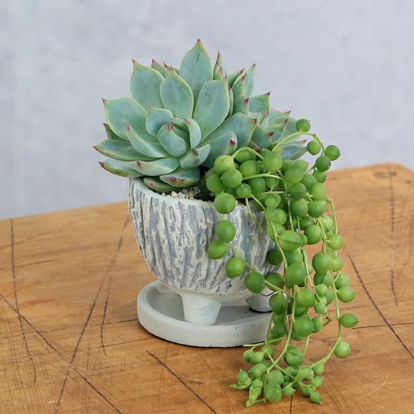 観葉植物　ガーデニング　ダイス陶器鉢植えシリーズ　陶器鉢植えシリーズ　植物　植物生体　ガーデニング生体　toukibachikannyou_series　pottery_plant_series　育て方　育成方法　栽培方法　toukibac...