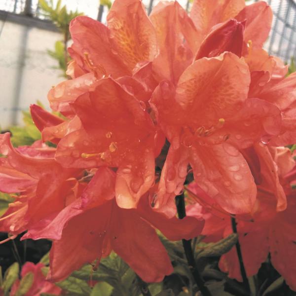 _gardening　flower_pots　観葉植物　ガーデニング　山野草　育て方　育成方法　栽培方法　Ｒｈｏｄｏｄｅｎｄｒｏｎ　ｊａｐｏｎｉｃｕｍ　ツツジ科ツツジ属　落葉低木　日本　ウマツツジ　ベコツツジ　蓮華躑躅　馬躑躅　鬼躑躅　オニ...