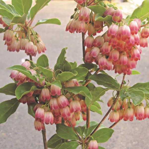 ガーデニング　山野草　苗　爛漫130316　育て方　育成方法　栽培方法　つつじ　紅灯台躑躅　ドウダンツツジ　ツツジ科ツツジ属　落葉広葉低木　日本　Ｅｎｋｉａｎｔｈｕｓ　ｃｅｒｎｕｕｓ　fallwinter_flour　20230129　NM...