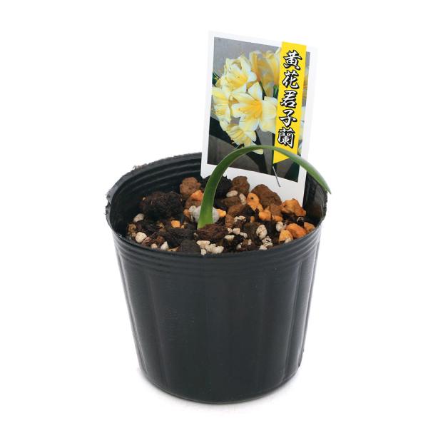 観葉植物　all_plants　_gardening　ガーデニング　花　苗　育て方　育成方法　栽培方法　Ｃｌｉｖｉ　クリビア　ノビリス　ミニアタヒガンバナ科クンシラン属　半耐寒性多年草　南アフリカ　fallwinter_flour　2023...