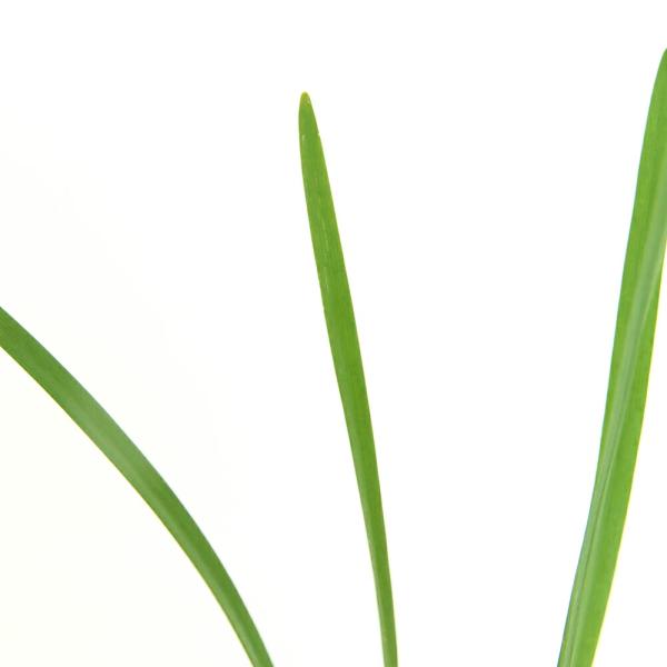 観葉植物　_gardening　ガーデニング　ハーブ　苗　herbpot_series　Tulbaghia　violacea　ツルバキアビオラセア　ソサエティガーリック　瑠璃二文字　キジカクシ科ツルバキア属　耐寒性多年草　南アフリカ　育て方...