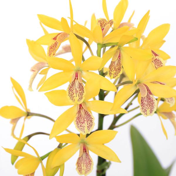 （観葉植物）　観葉植物　_gardening　園芸　ガーデニング　ビバリウム　アクアテラリウム　パルダリウム　花　苗　洋ランシリーズ　洋蘭　着生ラン　植物　植物生体　ガーデニング生体　育て方　育成方法　栽培方法　Cadetia　ｓｐ.　カデ...