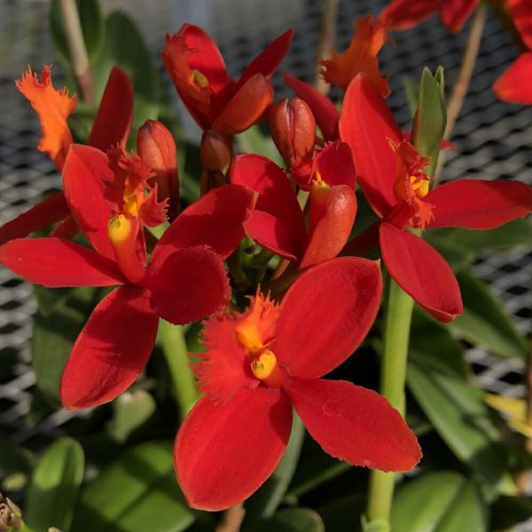 （観葉植物）　観葉植物　_gardening　園芸　ガーデニング　ビバリウム　アクアテラリウム　パルダリウム　花　苗　洋ランシリーズ　洋蘭　着生ラン　植物　植物生体　ガーデニング生体　育て方　育成方法　栽培方法　ラン科エピデンドラム属　非耐...