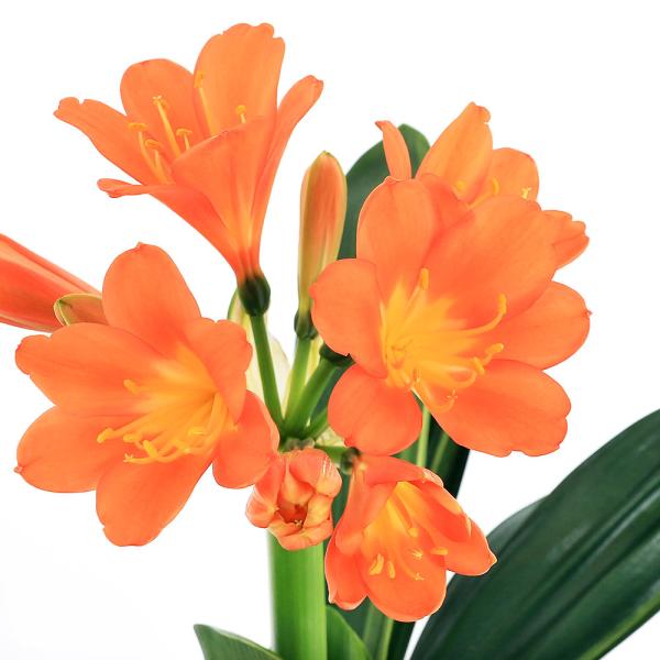 観葉植物　all_plants　_gardening　ガーデニング　花　苗　育て方　育成方法　栽培方法　Ｃｌｉｖｉ　クリビア　ノビリス　ミニアタヒガンバナ科クンシラン属　半耐寒性多年草　南アフリカ　fallwinter_flour　2023...