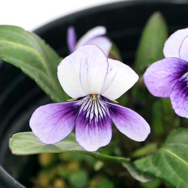 観葉植物　_gardening　ガーデニング　山野草　菫　ヴィオラ　Viola　mandshurica　ｖａｒ．ｔｒｉａｎｇｕｌａｒｉｓ　ｆ．ｂｉｃｏｌｏｒ　植物　植物生体　ガーデニング生体　snys_viola　育て方　育成方法　栽培方法...