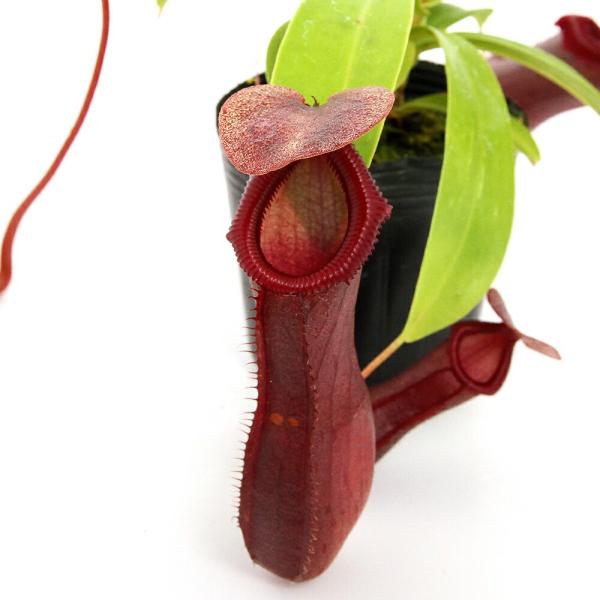 paludariumplants　パルダリウム　テラリウム　観葉植物　_gardening　_interior　otosiana_pio　onepot_pio　mushiyoke_plants　all_plants　園芸　ガーデニング　ビバ...