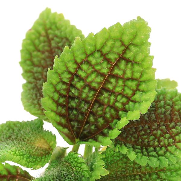 _hachu　_kame　観葉植物　ガーデニング　ビバリウム　アクアテラリウム　パルダリウム　両爬向き植物　イラクサ科　Pilea　cadierei　アルミニウムプランツ　アサバソウ　ハイドロカルチャー　オアシス苗　all_plants　o...