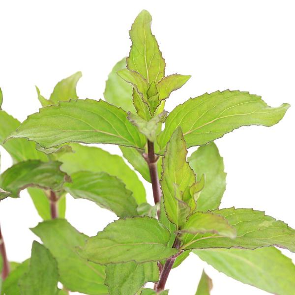 観葉植物　_dog　ガーデニング　_gardening　苗　鉢植え　ポット　ガーデニング生体　育て方　育成方法　栽培方法　管理方法　植物　植物生体　090list　ハーブガーデン　種類　寄せ植え　花壇　効能　使い方　用途　ワシュハッカ　和種...