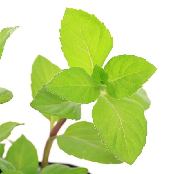 観葉植物　_dog　ガーデニング　_gardening　苗　鉢植え　ポット　ガーデニング生体　育て方　育成方法　栽培方法　管理方法　植物　植物生体　090list　ハーブガーデン　種類　寄せ植え　花壇　効能　使い方　用途　ワシュハッカ　和種...