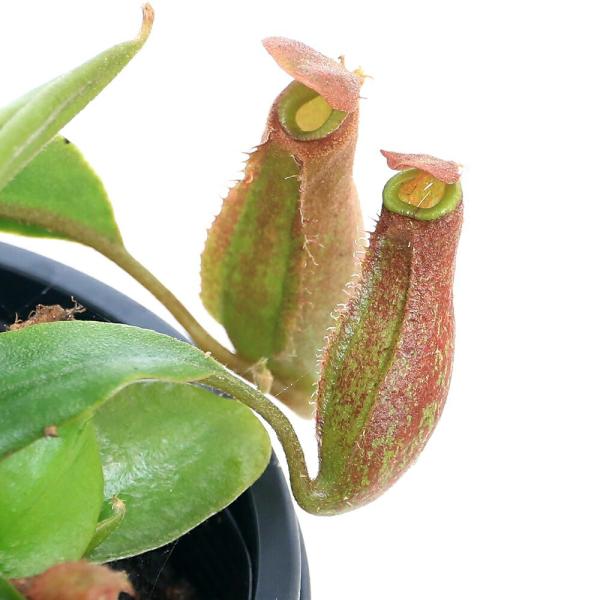 paludariumplants　パルダリウム　テラリウム　観葉植物　_gardening　_hachu　_kame　園芸　ガーデニング　ビバリウム　アクアテラリウム　食虫植物　ネペンテス　ウツボカズラ　nepenthaceae　Nepen...