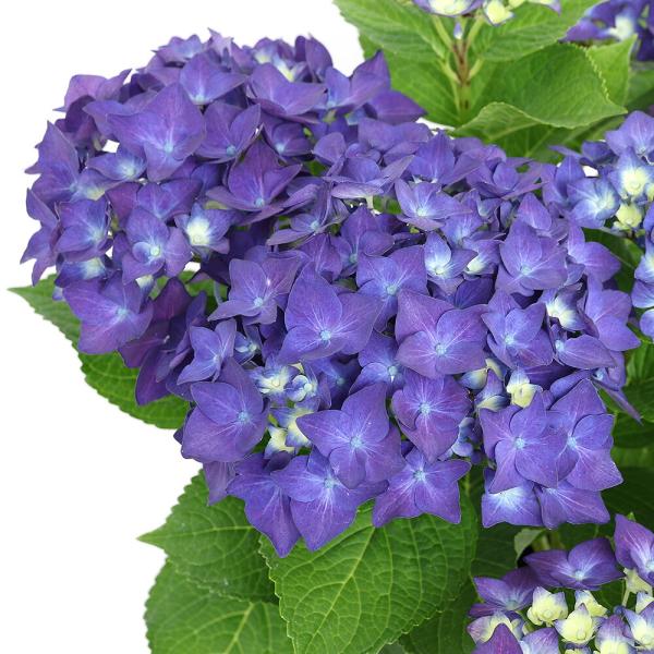 （観葉植物）　ガーデニング　花　鉢花　紫陽花　アジサイ　あじさい　w41a8qfhガーデニング　育て方　育成方法　栽培方法　観葉植物　mrs1905_1pd_kihati　ハイドランジアユキノシタ科ハイドランジア属　落葉低木　日本　中国　2...