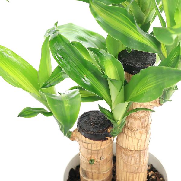 観葉植物　ガーデニング リュウケツジュ　竜血樹　ドラセナマッサンゲアナ　ドラセナマッサンギアナ　ドラセナフラグランス　幸福の木　Dracaena fragrans 'Massangeana'　　育て方　育成方法　栽培方　kaijyo　tou...