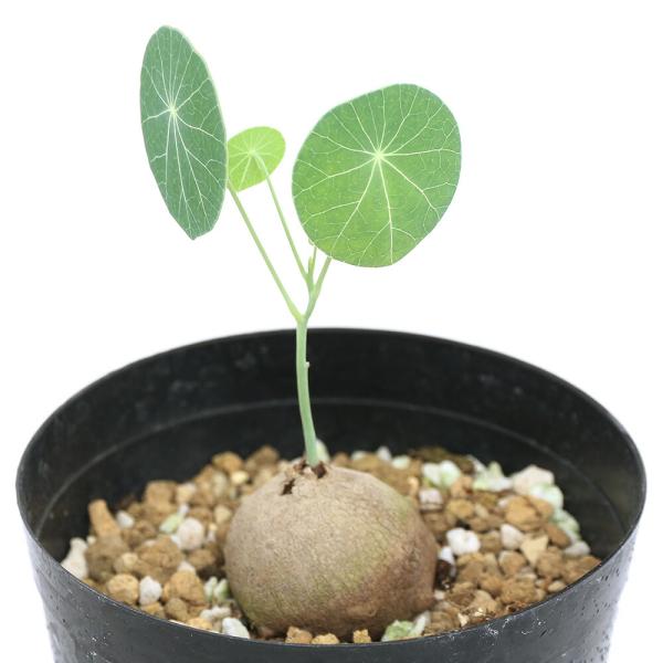（観葉）　（邑楽店）　ガーデニング　多肉植物　コーデックス　マダガスカル植物シリーズ　ビザールプランツ　熱帯植物　塊根植物　カガイモ　コーデックスプランツ　tanikuplapot_series　tanikupot_series　観葉植物　...