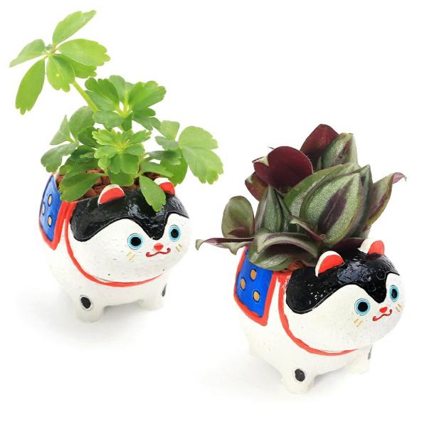 観葉植物　オアシス苗　ミニ観葉　ビバリウム　アニマル　かわいい　インテリア　puchisabo_series　puchisabo_taniku_series　育て方　育成方法　栽培方法　creategardening　レジンポット　wint...