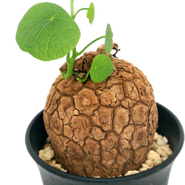 （観葉植物）　ガーデニング　多肉植物　コーデックス　マダガスカル植物シリーズ　ビザールプランツ　ステファニア　スベローサ　熱帯植物　塊根植物　カガイモ　コーデックスプランツ　観葉植物　Stephania　suberosa　育て方　育成方法　...