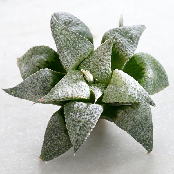 （観葉植物）　観葉植物　_gardening　_hachu　_kame　ガーデニング　サボテン・多肉植物　tanikuplapot_series　エケベリア　Echeveria　ｄondo　ユリ科ハオルチア属　アロエ科ハオルチア属　中米　中...