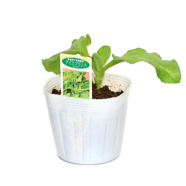 観葉植物　_gardening　muryotassei_500_599　ガーデニング植物　植物生体　ガーデニング生体　育て方　育成方法　栽培方法　アイスプラント　ソルトリーフ　vegetable_series　Ｍｅｓｅｍｂｒｙａｎｔｈｅｍｕ...
