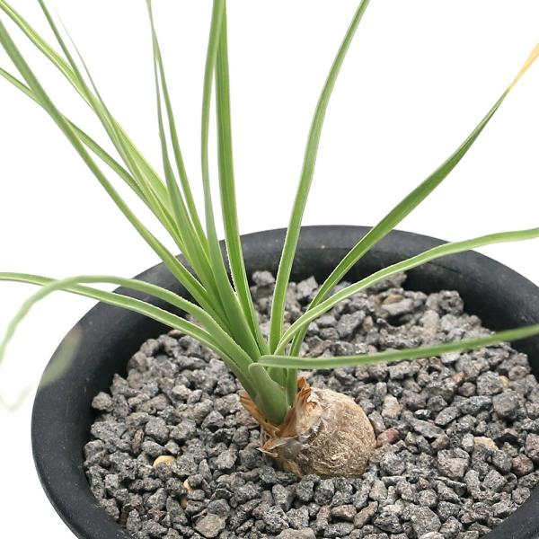 （観葉植物）　_gardening　観葉　ガーデニング　リュウゼツラン　キジカクシ　ドラセナノリナ　ノリナレクルバータ　ポニーテール　子ブタのしっぽ　子豚のしっぽ　徳利蘭　コーデックス　塊根植物　Beaucarnea　recurvata　N...