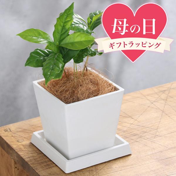 ●母の日ギフト●　●母の日ギフト2026●　コーヒーの木　４号　ボタニーラウンドポット　卓上サイズ　プレゼント　ギフト　ガーデニング　観葉植物　陶器鉢植えシリーズ　植物　植物生体　ガーデニング生体　育て方　育成方法　栽培方法　おしゃれ　ミニ...
