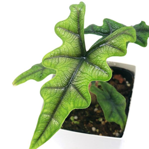 （観葉植物）　観葉植物　園芸　ガーデニング　ビバリウム　アクアテラリウム　パルダリウム　サトイモ　ナガバクワズイモ　Alocasia　×　amazonica　アロカシア　アロカシアシリーズ　育て方　育成方法　栽培方法　20240215　NM...