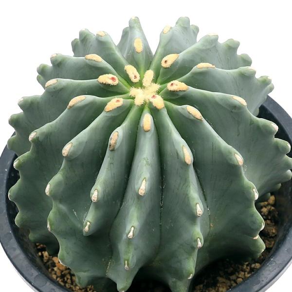 _kame　_gardening　_hachu　sfset　ガーデニング　サボテン・多肉植物　サボテン　アストロフィツム　all_plants　サボテン科アストロフィツム属　育て方　Ferocactus　glaucescens　サボテン科フ...