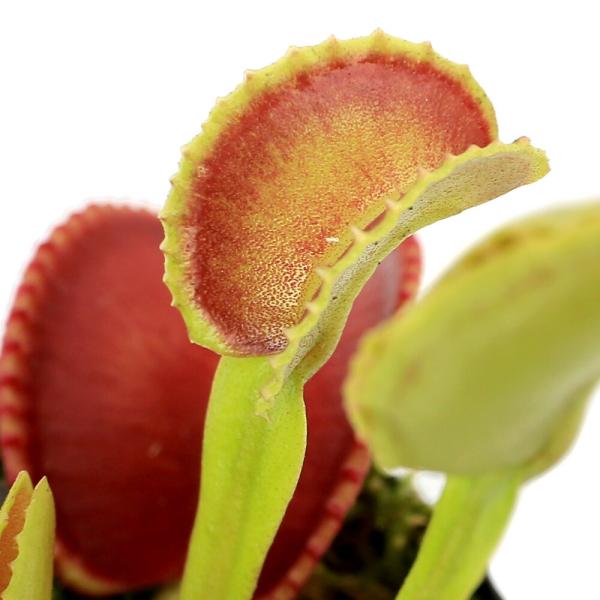 paludariumplants　パルダリウム　テラリウム　観葉植物　_gardening　_hachu　_interior　_kame　園芸　ガーデニング　ビバリウム　アクアテラリウム　食虫植物　ディオネア　マスシプラ　Dionaea　m...