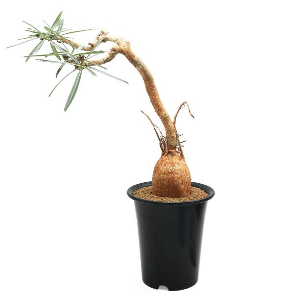 _gardening　（観葉）　ガーデニング　多肉植物　アデニューム　アデニウム　コーデックス　マダガスカル植物シリーズ　Ａｄｅｎｉｕｍ　砂漠のバラ　キョウチクトウ　熱帯植物　Ｄｅｓｅｒｔ　Ｒｏｓｅ　塊根植物　カオ　ナンファン　bizarr...