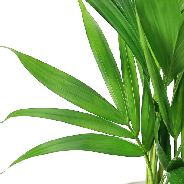 （観葉植物）　ガーデニング　観葉植物　アレカヤシ　チャメヤシ　育て方　育成方法　栽培方法　y11m08　ヤシ科クリサリドカルパス属　非耐寒性常緑中低木　マダガスカル　コガネタケヤシ　ヤマドリヤシ　Ｄｙｐｓｉｓ　ｌｕｔｅｓｃｅｎｓ　20240...