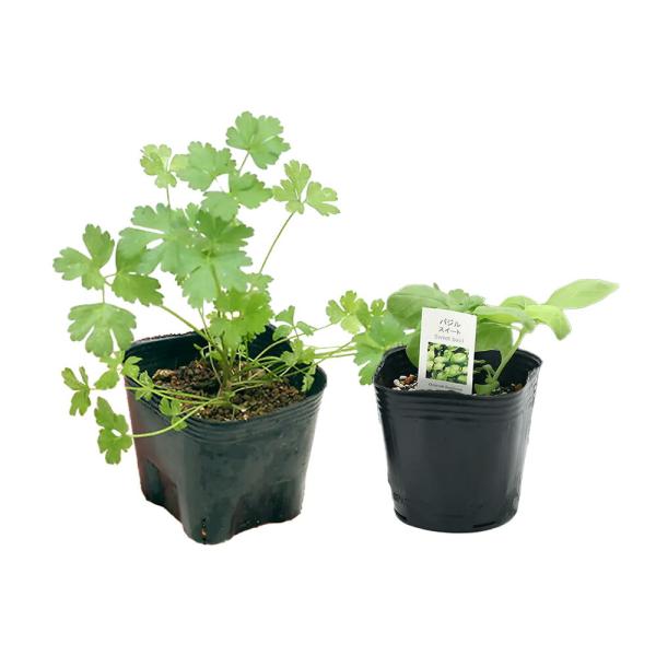 _gardening　ガーデニング　ハーブ　苗　herbpot_series　バジル　スイート　スィート　スィートバジル　３号　20120601　ＴＳ　育て方　育成方法　栽培方法　観葉植物　090list　料理　香辛料　調理　風味付け　イタ...