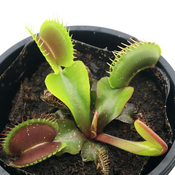 paludariumplants　パルダリウム　テラリウム　（観葉植物）　_gardening　_hachu　_kame　muryotassei_600_699　opa2_delete　terrariumplants　vivariumpla...