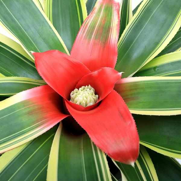 （観葉植物）　観葉植物　corkitem_flower_series　opa2_delete　vivarium_plant_series　観葉　ガーデニング　ビバリウム　アクアテラリウム　パルダリウム　植物　植物生体　ガーデニング生体　園芸...