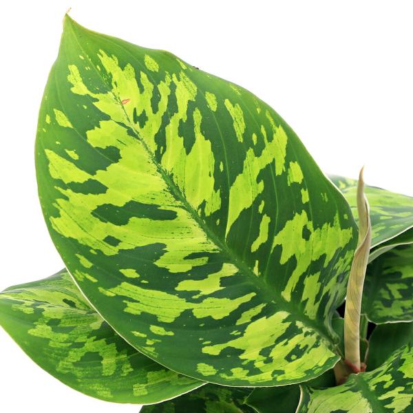 観葉植物　園芸　ガーデニング　ビバリウム　アクアテラリウム　パルダリウム　サトイモ　デンシンラン　ペッサム　Monstera　deliciosa　ハイドロカルチャー　ハイドロ苗　オアシス苗　プランテリア　planterior　oasisna...