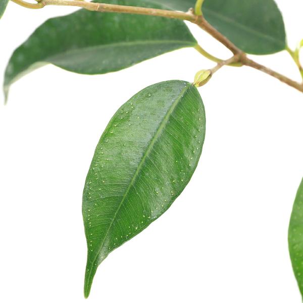 観葉植物　観葉　邑楽店　_gardening　_hachu　_kame　園芸　ガーデニング　ビバリウム　アクアテラリウム　パルダリウム　両爬向き植物水草　植物　植物生体　ガーデニング生体　Nephrolepis　sp.　Lime　showe...