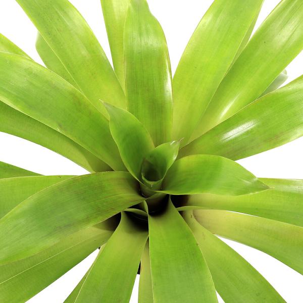 観葉植物　vivarium_plant_series　Bromeliaxeae_flower　Vriesea_series　園芸　ガーデニング　ビバリウム　アクアテラリウム　パルダリウム　両爬向き植物　タンクブロメリア　Vriesea　po...