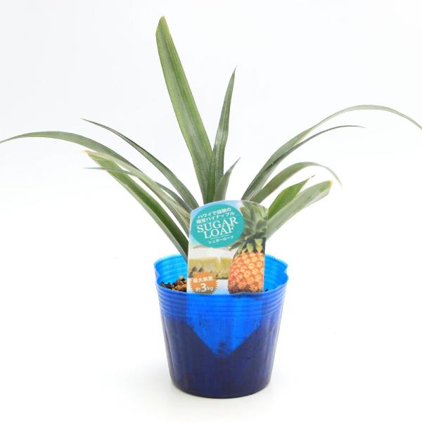 観葉植物　_gardening　ガーデニング　野菜　苗　家庭菜園　園芸　野菜の苗　野菜苗　ポット苗　パイナップル　パイナップル科　パイナップル属　熱帯アジア　rep_vegetable　vegetable_series　育て方　育成方法　栽...