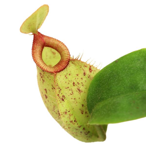 paludariumplants　パルダリウム　テラリウム　観葉植物　_hachu　_gardening　_kame　園芸　ガーデニング　ビバリウム　アクアテラリウム　食虫植物　ネペンテス　ウツボカズラ　nepenthaceae　Nepen...