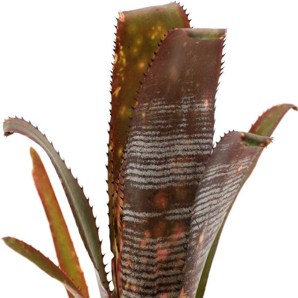 paludariumplants　パルダリウム　テラリウム　(観葉植物)　_gardening　_hachu　観葉植物　園芸　ガーデニング　ビバリウム　アクアテラリウム　両爬向き植物　アナナス　パイナップル科　ブロメリア　タンクブロメリア　...