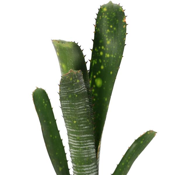 paludariumplants　パルダリウム　テラリウム　(観葉植物)　_gardening　_hachu　観葉植物　園芸　ガーデニング　ビバリウム　アクアテラリウム　両爬向き植物　アナナス　パイナップル科　ブロメリア　タンクブロメリア　...